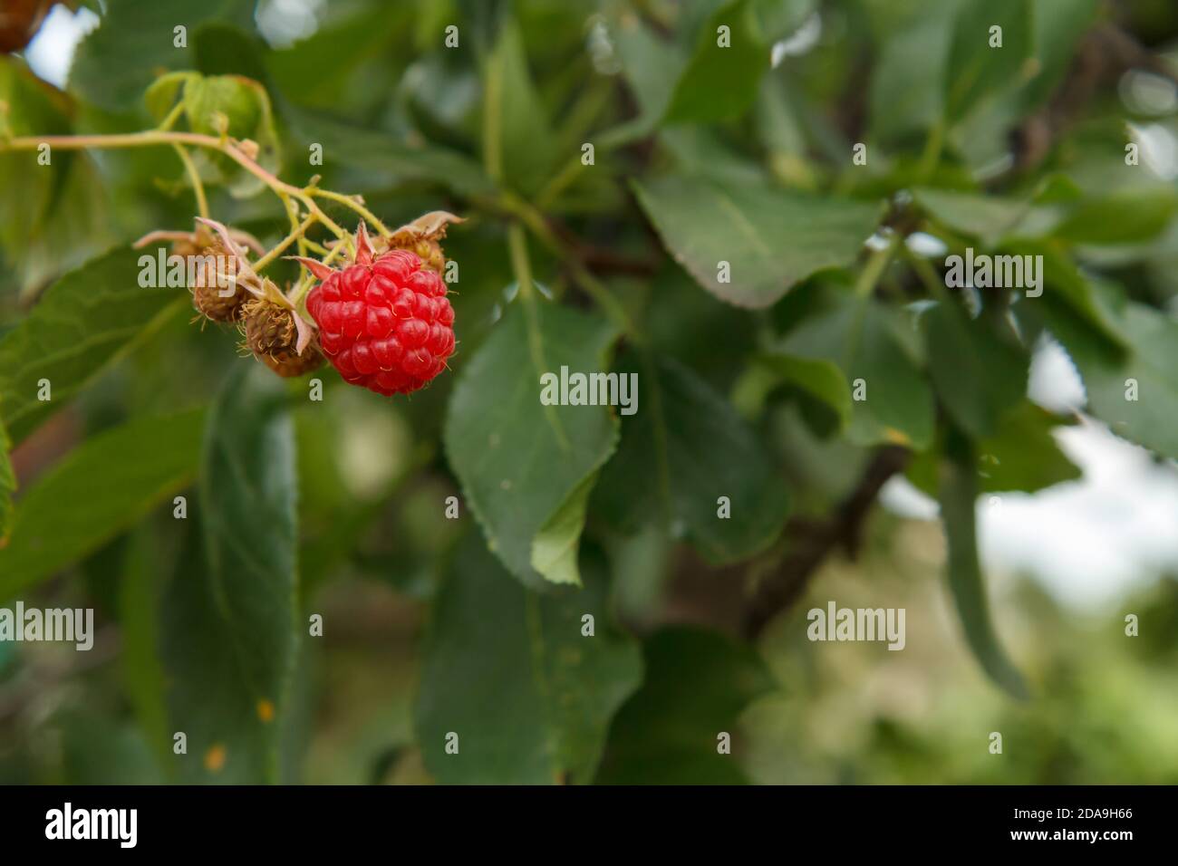 Close-up view of the bush with ripe and unripe raspberries in the fruit ...