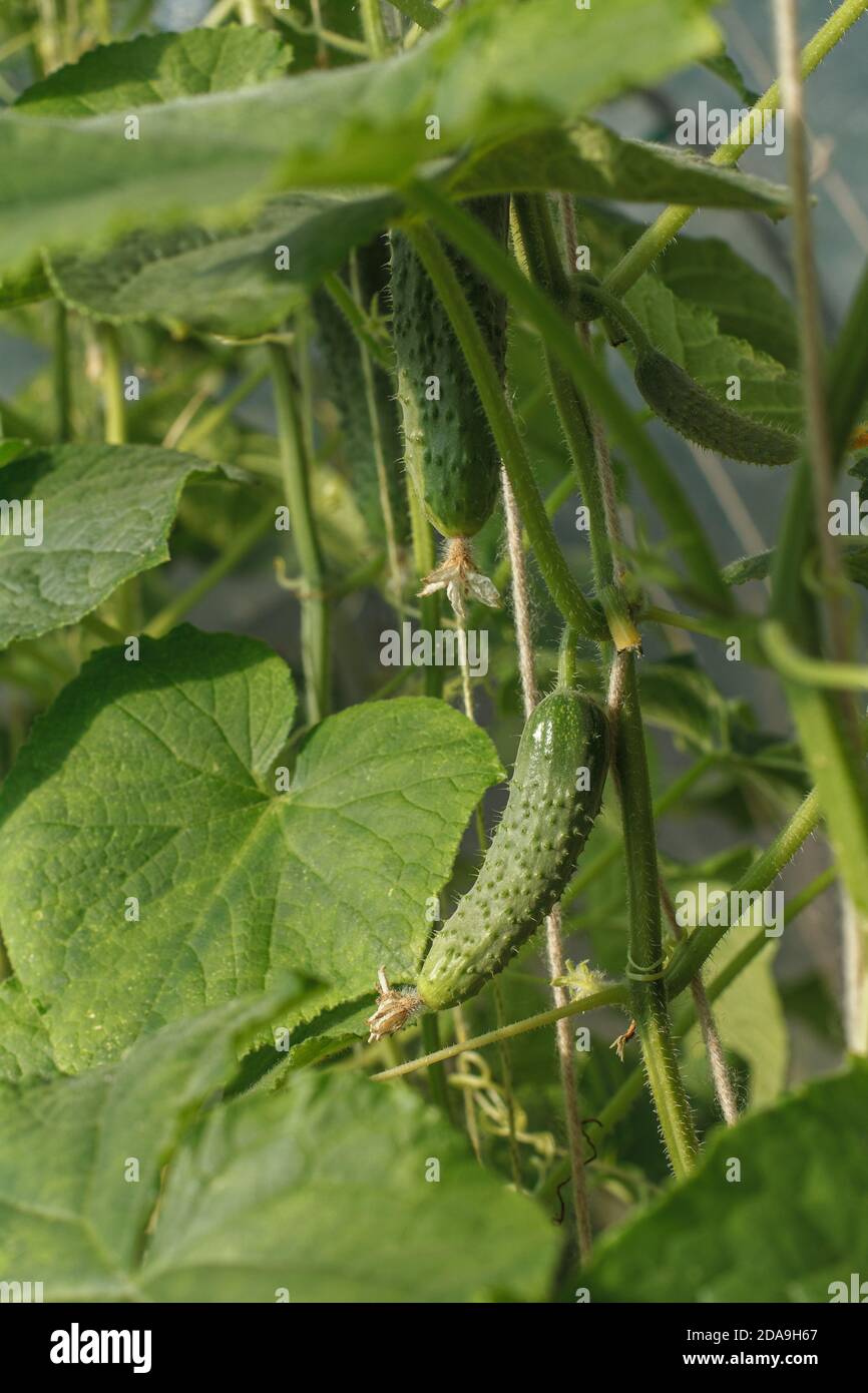 Young cucumber growing on bush. Cucumber with leaves in greenhouse ...
