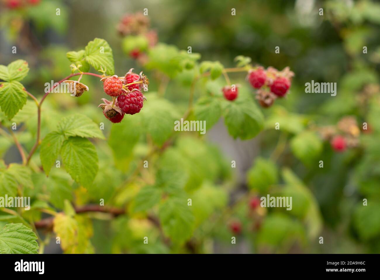 Ripe and unripe raspberries in the fruit garden. Raspberry bush in ...