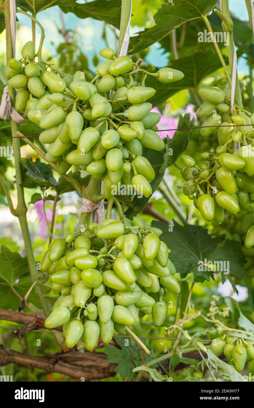 Close-up an unripe green bunch of grape in a summer vineyard. Shallow ...
