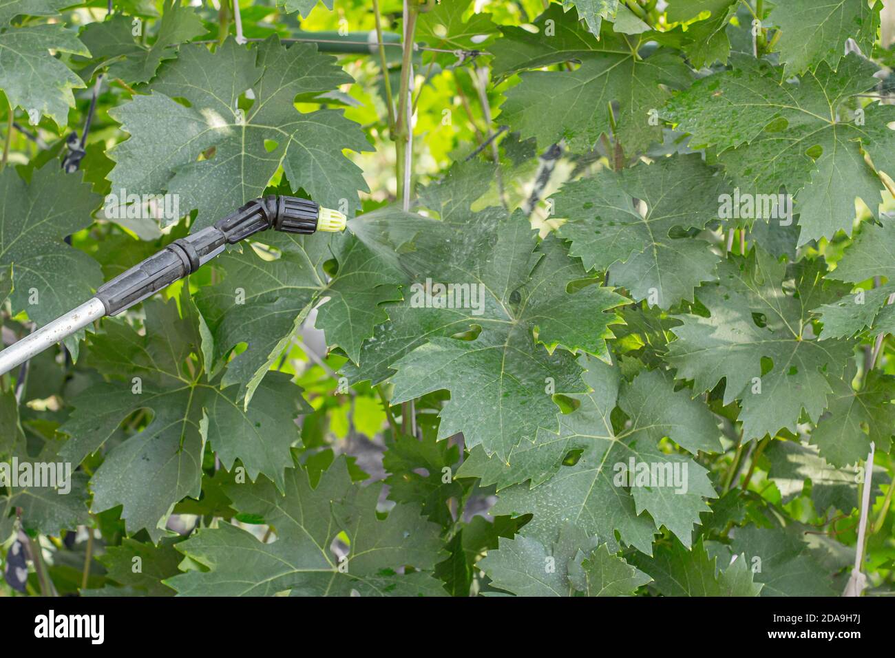 Farmer is protecting grape bushes from fungal disease or vermin with ...