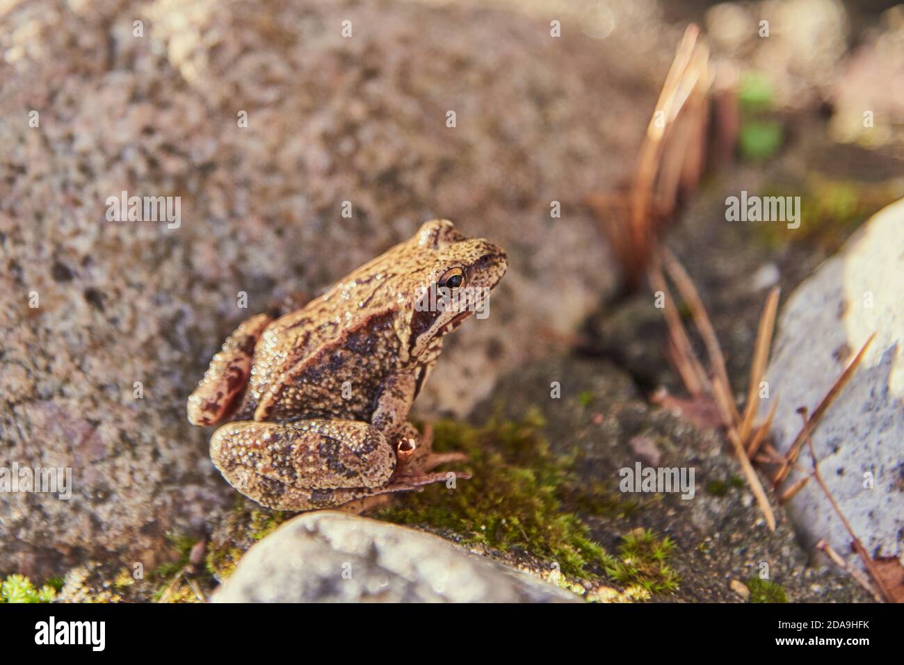 A frog, Slightly blurred in the sunlight, sits on the rocks Stock Photo ...