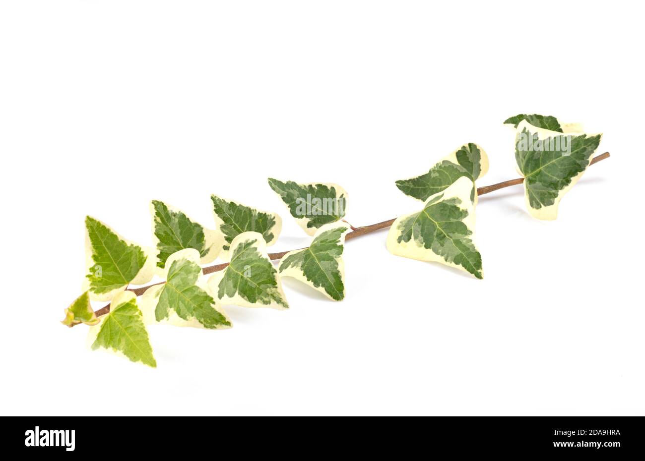 leaf of ivy in front of white background Stock Photo - Alamy