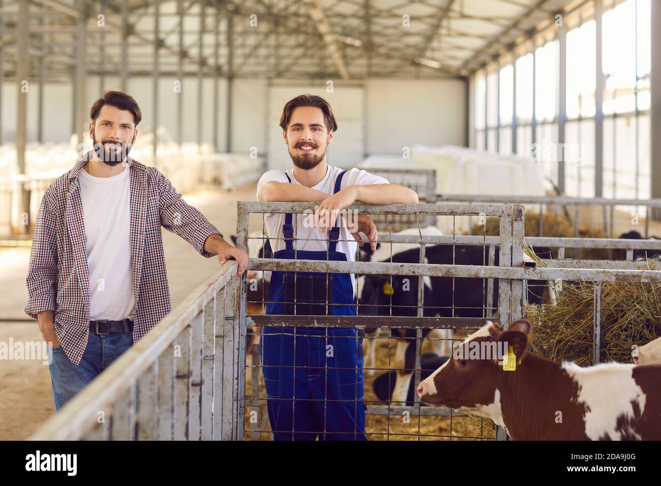Two farm workers standing near a cage with calves in a barn on a cattle ...