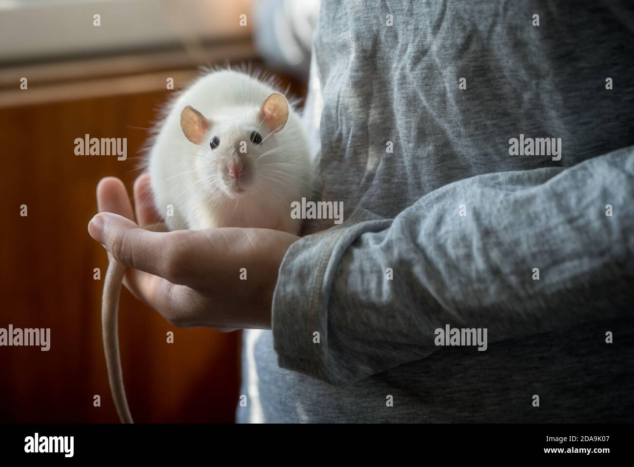 Little white rat in a woman's hands close up Stock Photo - Alamy