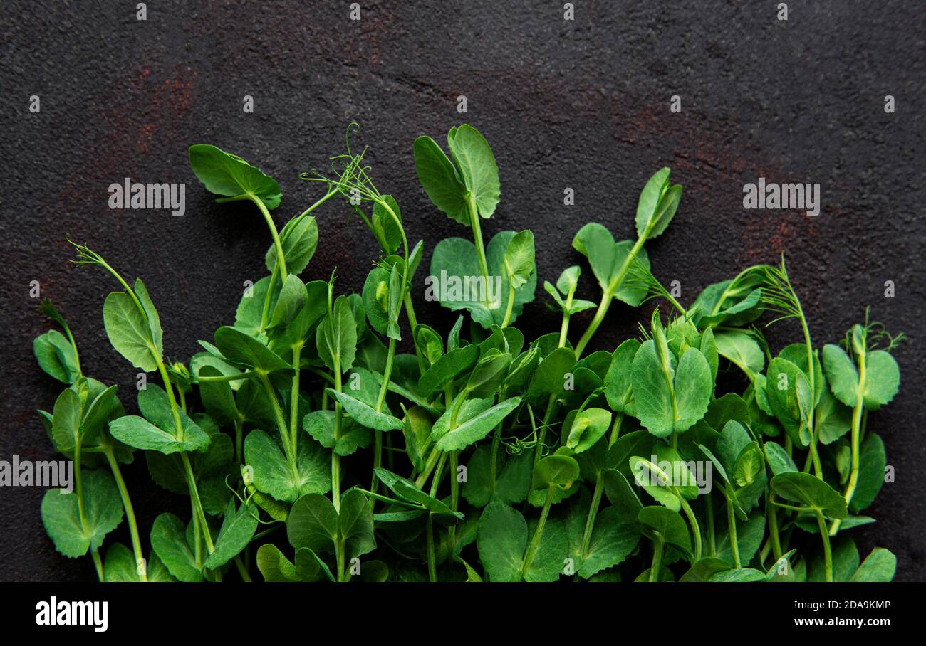 Homegrown pea shoots on a black concrete background Stock Photo - Alamy