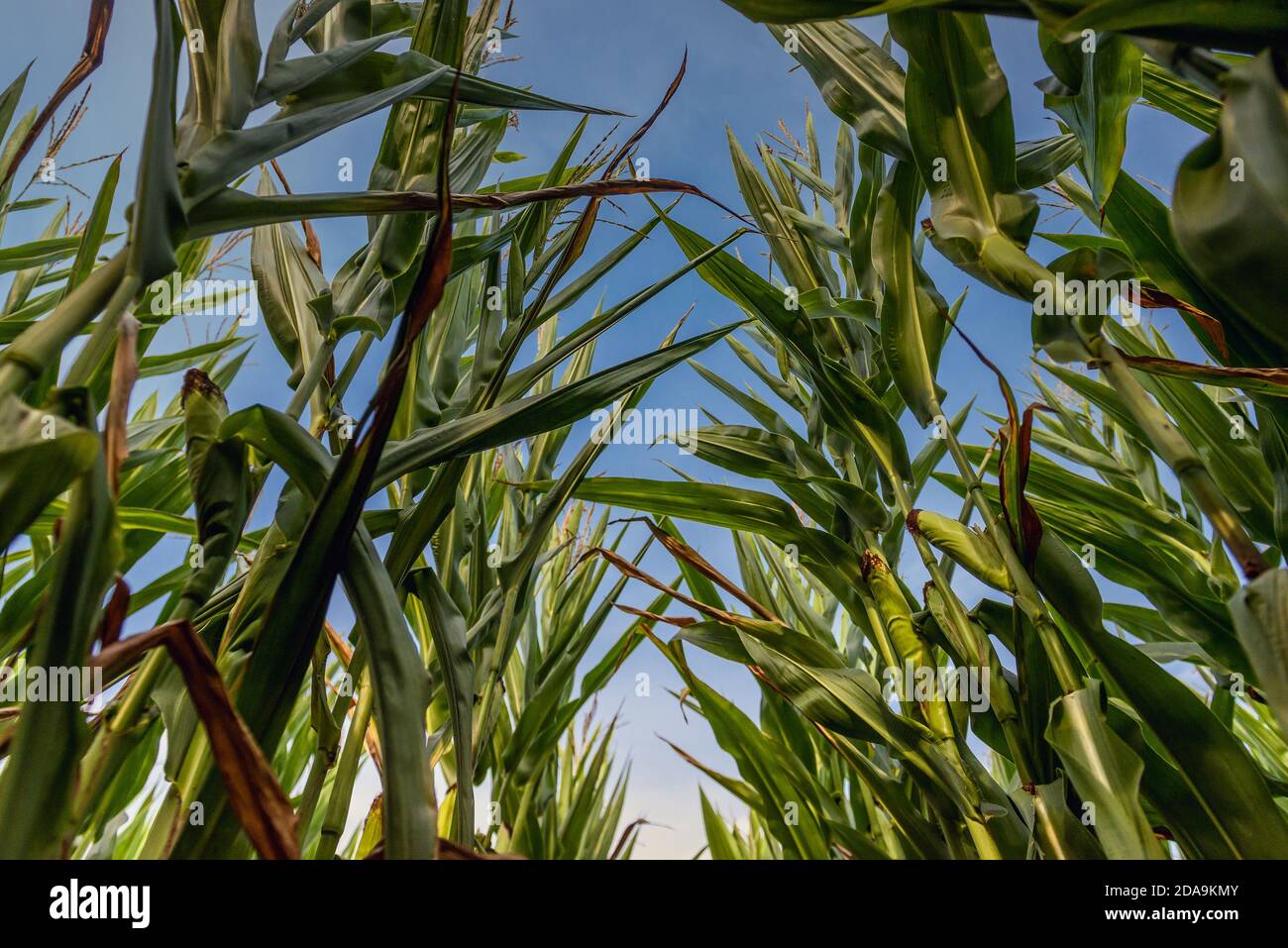 Inside cornfield hi-res stock photography and images - Alamy