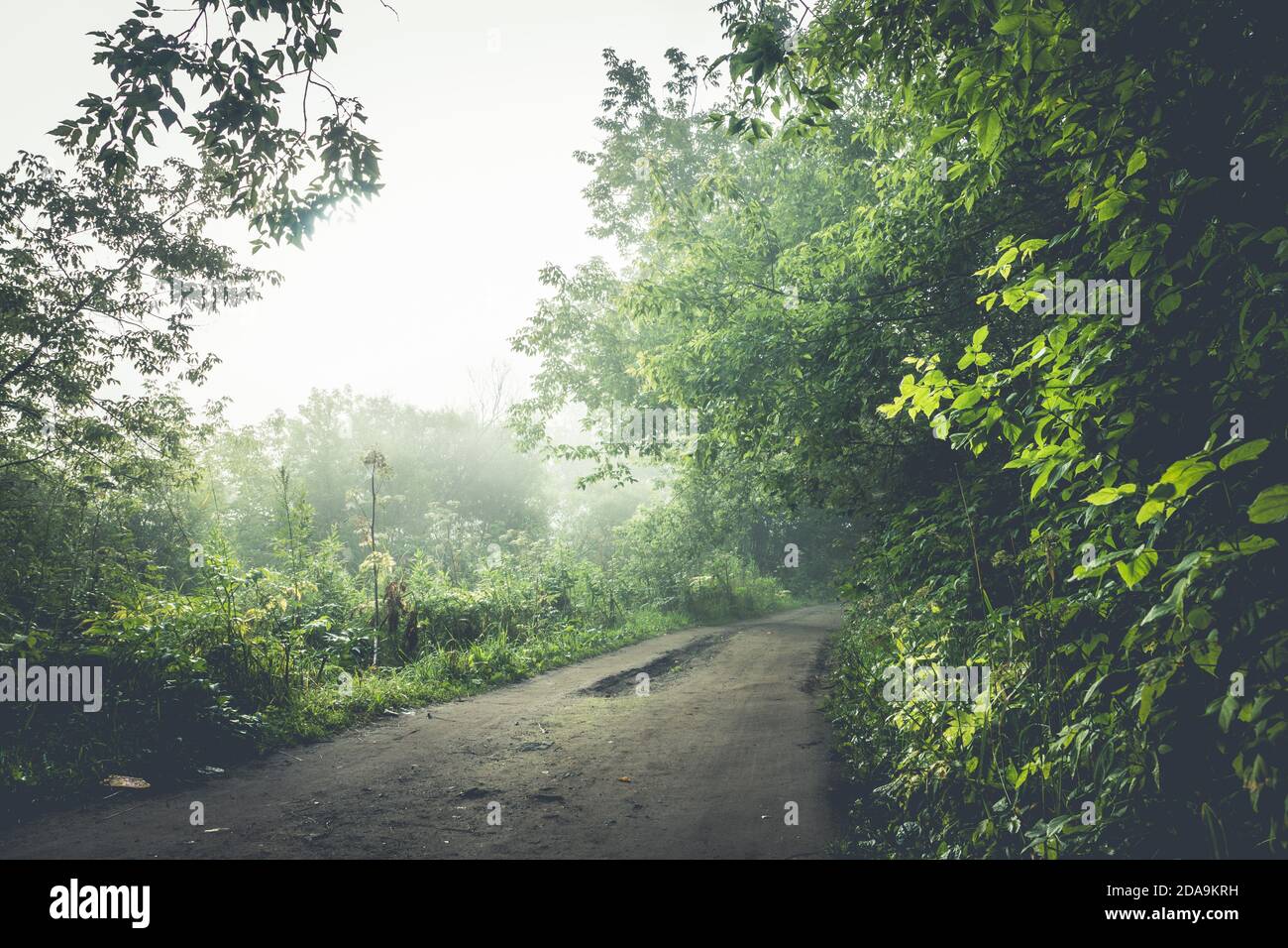Pathway through beautiful forest with different trees Stock Photo - Alamy