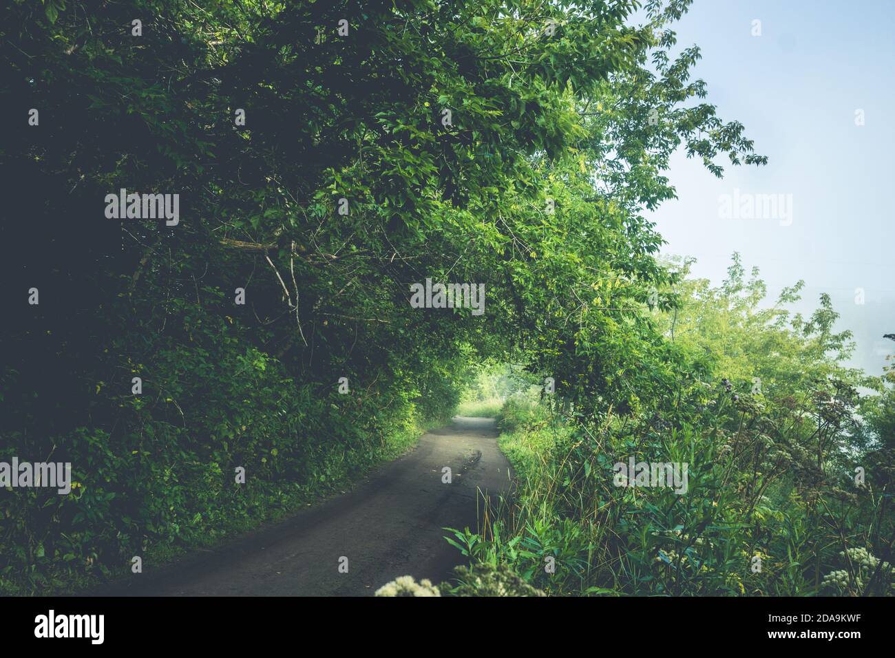 Pathway through beautiful forest with different trees Stock Photo - Alamy