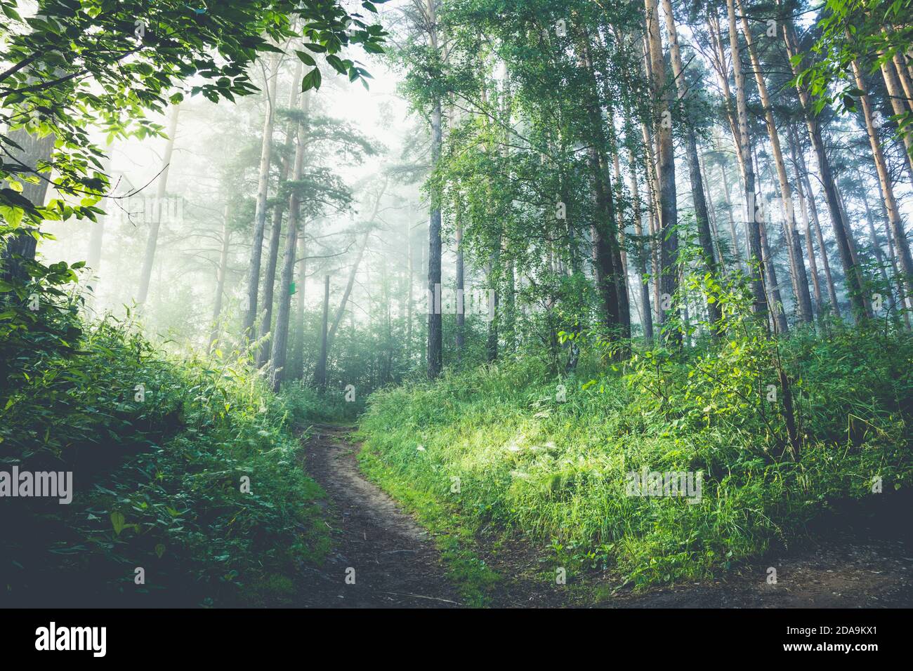 Pathway through beautiful forest with different trees Stock Photo - Alamy