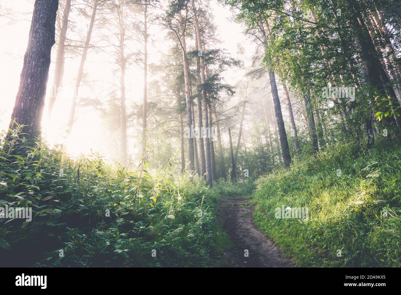 Pathway through beautiful forest with different trees Stock Photo - Alamy