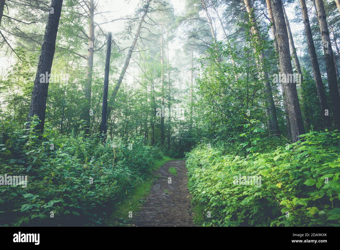 Pathway through beautiful forest with different trees Stock Photo - Alamy
