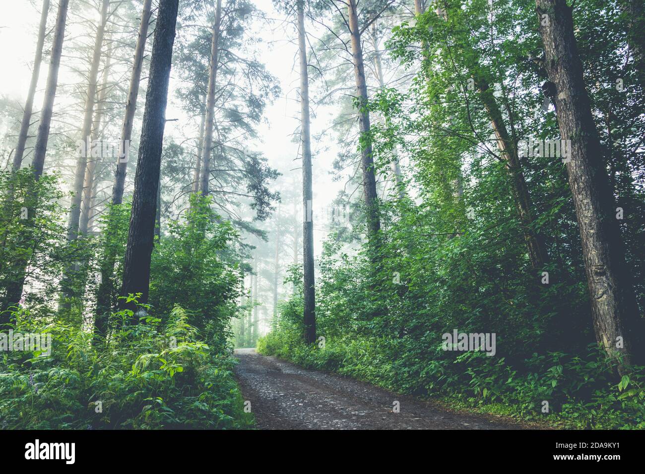 Pathway through beautiful forest with different trees Stock Photo - Alamy