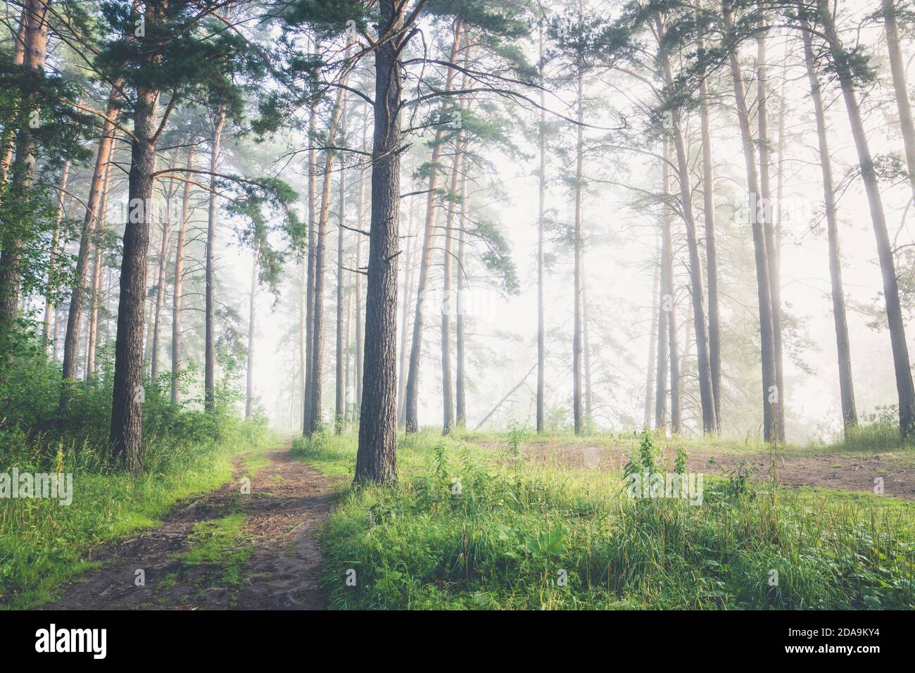 Pathway through beautiful forest with different trees Stock Photo - Alamy