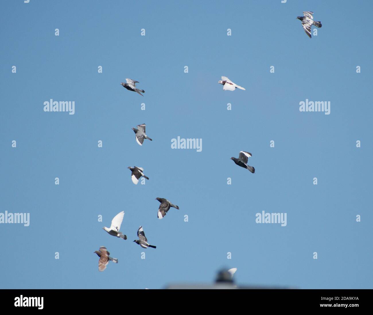 MIxed flock of pigeons and doves, disturbed in flight Stock Photo - Alamy