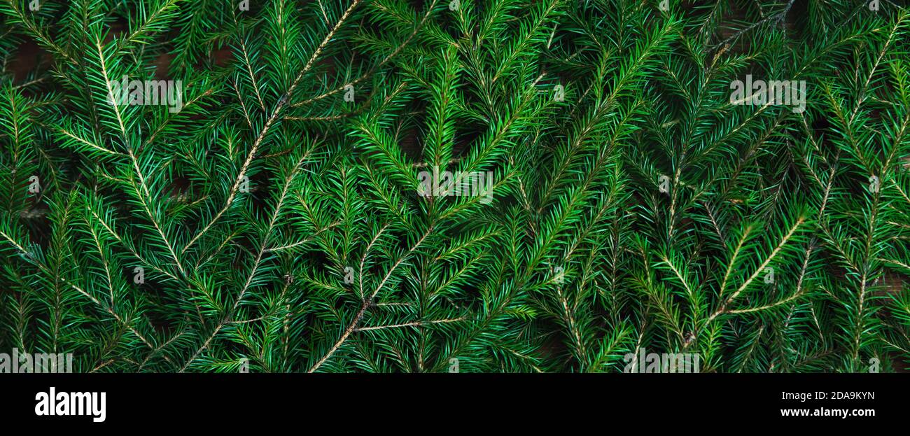 Background texture of Christmas tree branches Stock Photo - Alamy