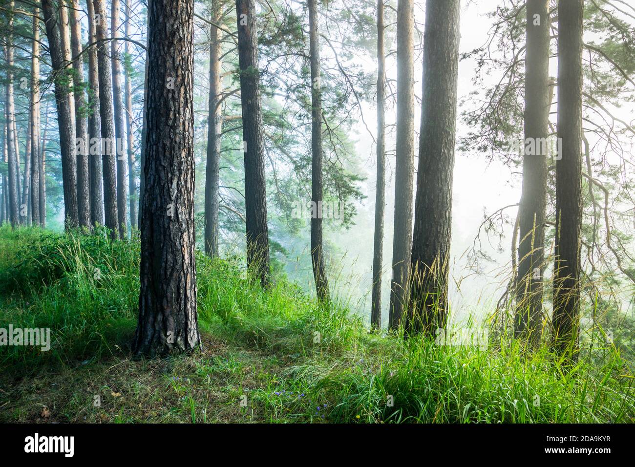 Beautiful summer forest with different trees Stock Photo - Alamy