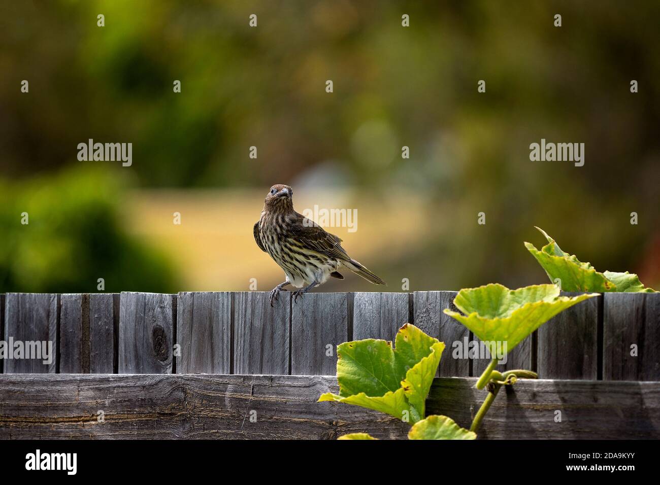A small olive bird sitting on a wooden fence with a blurred green ...