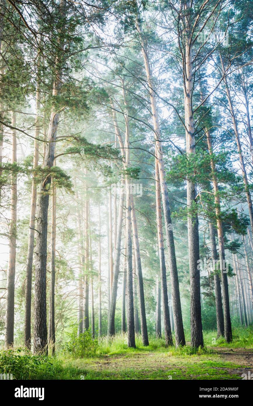 Beautiful summer forest with different trees Stock Photo - Alamy
