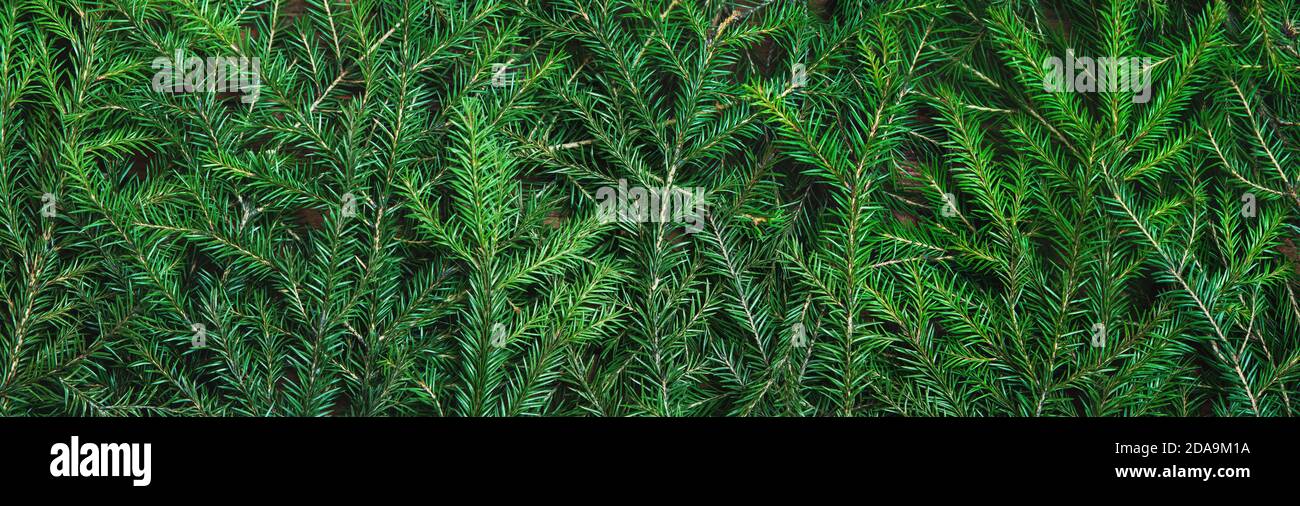 Background texture of Christmas tree branches Stock Photo - Alamy