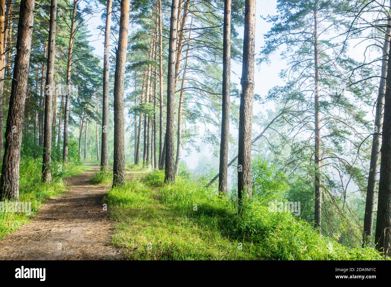 Pathway through beautiful forest with different trees Stock Photo - Alamy