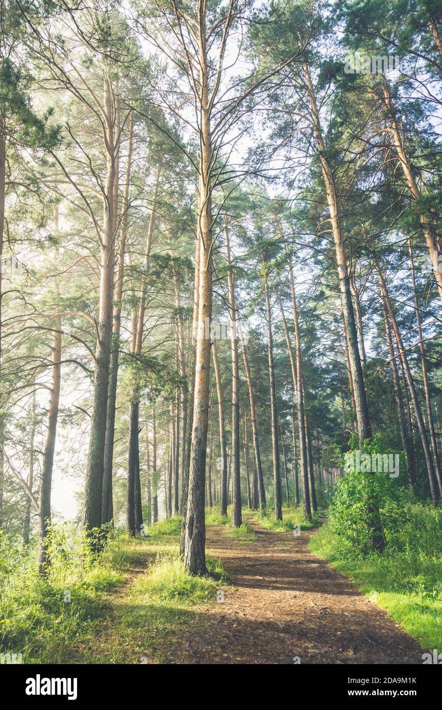 Pathway through beautiful forest with different trees Stock Photo - Alamy
