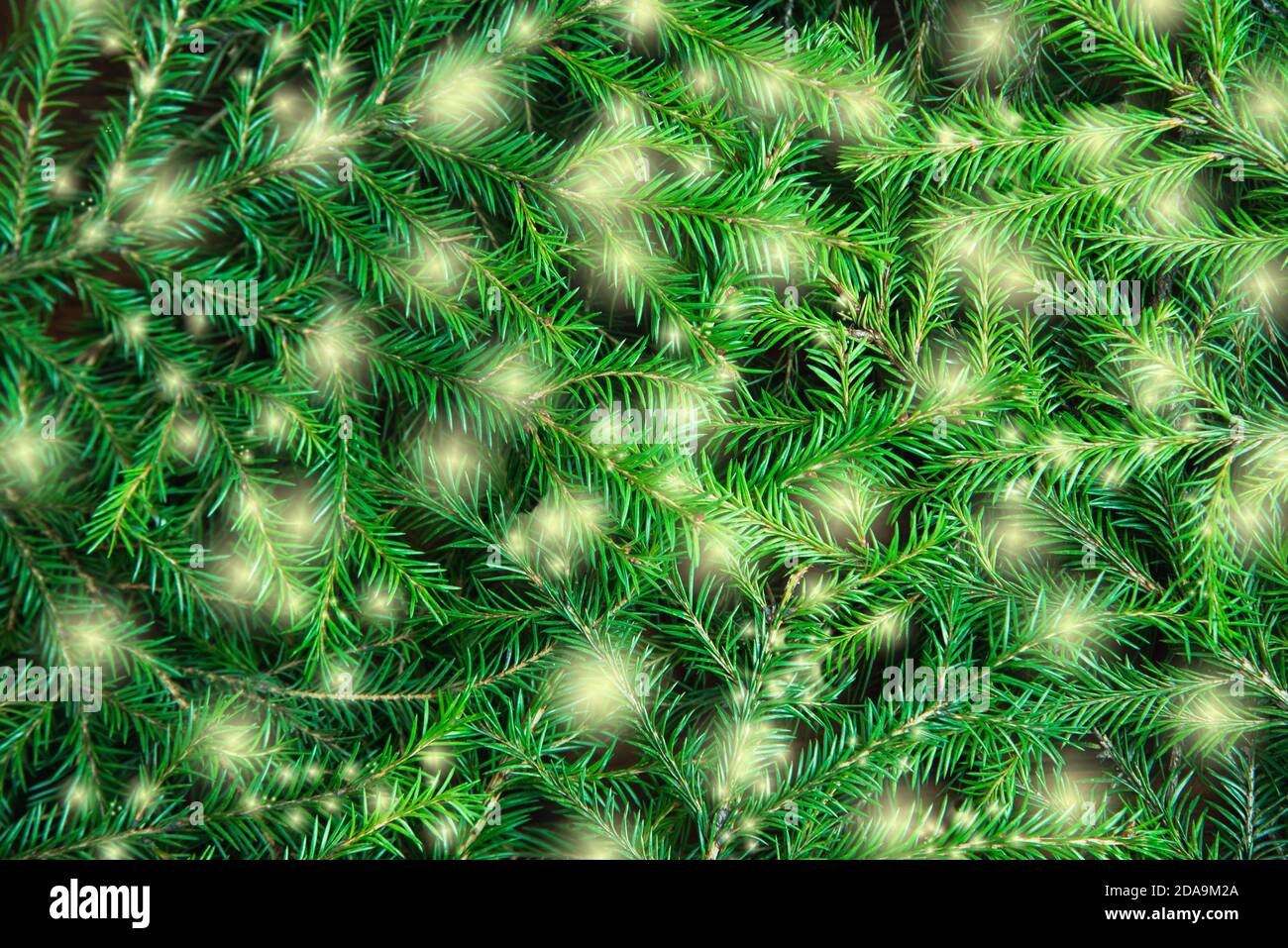 Background texture of Christmas tree branches with lights Stock Photo ...