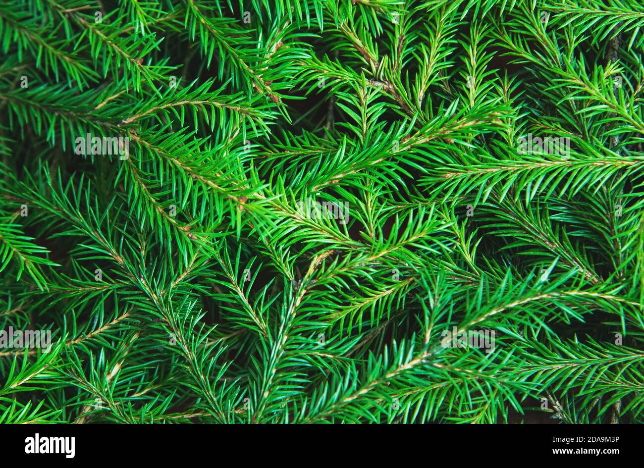 Background texture of Christmas tree branches Stock Photo - Alamy