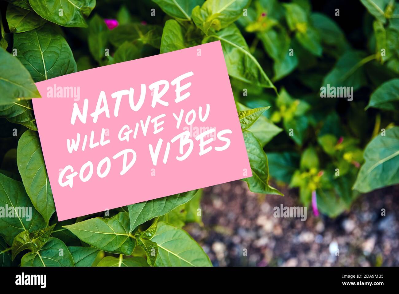 Nature will give you good vibes quote written on paper on green garden ...