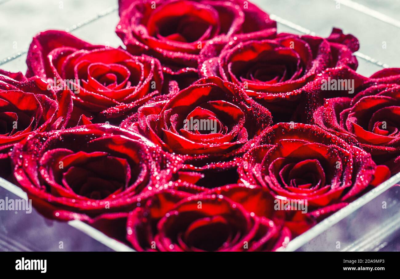 A close up macro shot of a red rose. Flower shop. Red rose flower ...