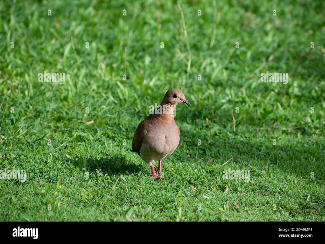 Beautiful brown zenaida dove or bird with pink feet walking on a ...
