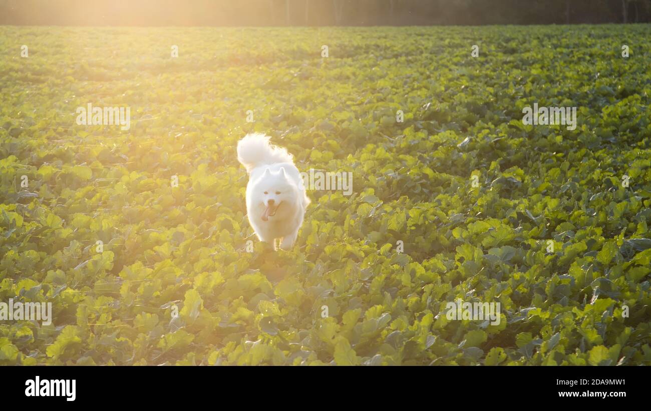 samoyed dog running on a field Stock Photo - Alamy