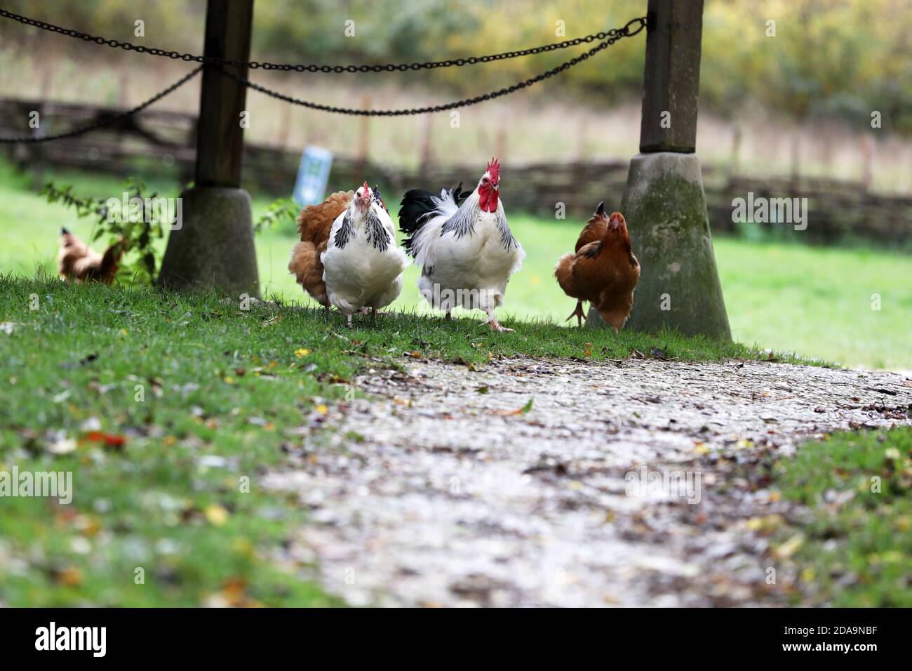Wild chickens hi-res stock photography and images - Alamy