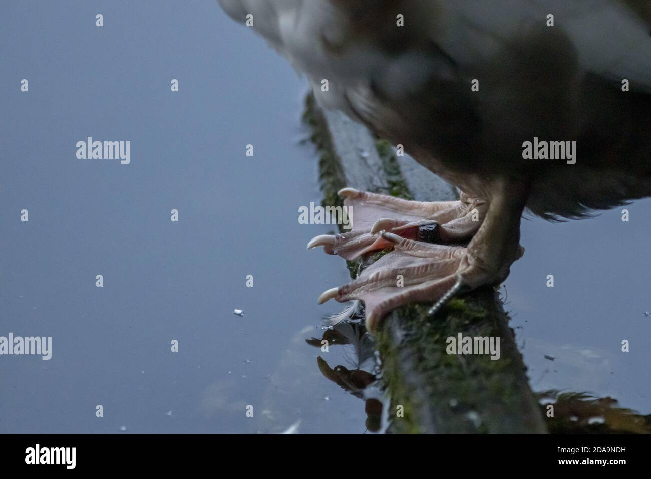 Lavender muscovy hi-res stock photography and images - Alamy