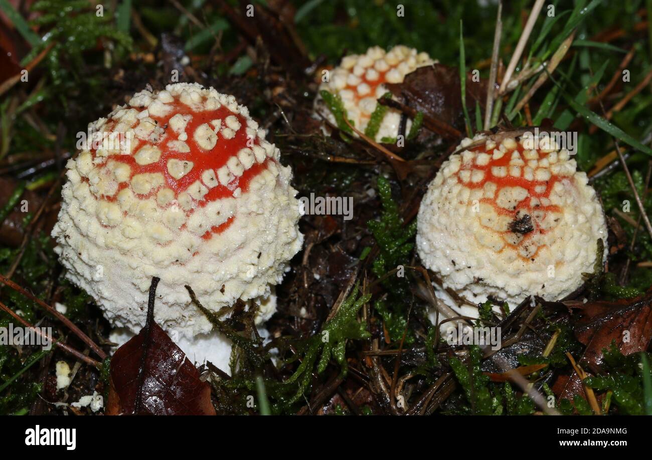 Three Fly agaric fungus, Amanita muscaria, growing in a woodland in the ...