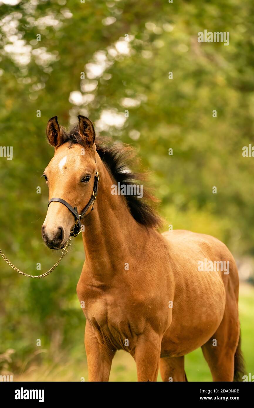 Strong buckskin hi-res stock photography and images - Alamy