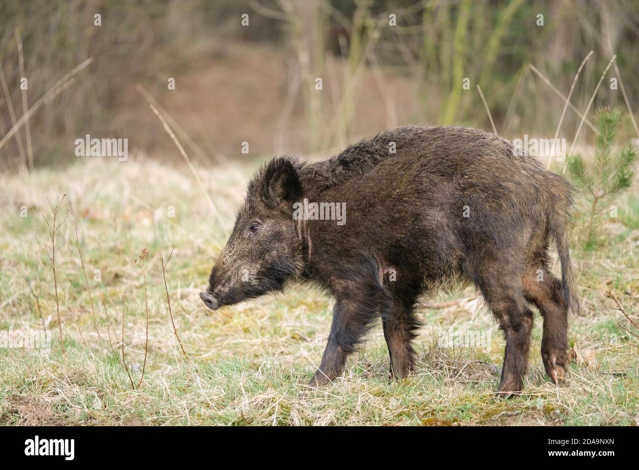 Wild boar, a cute funny piglet walking on grass, trees in backgound ...