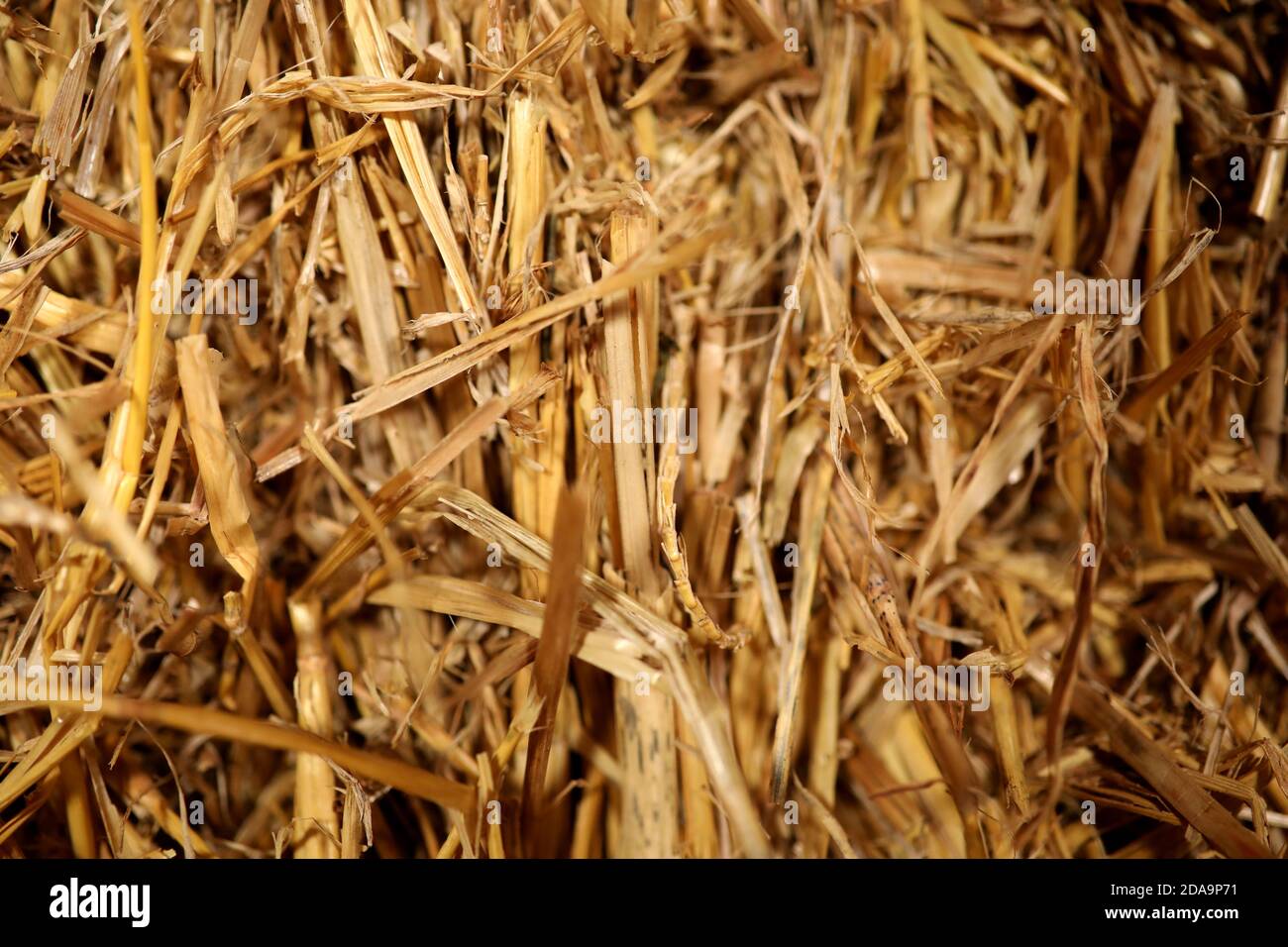 Close up photograph of straw bundle of hay in a farm in Hampshire, UK ...