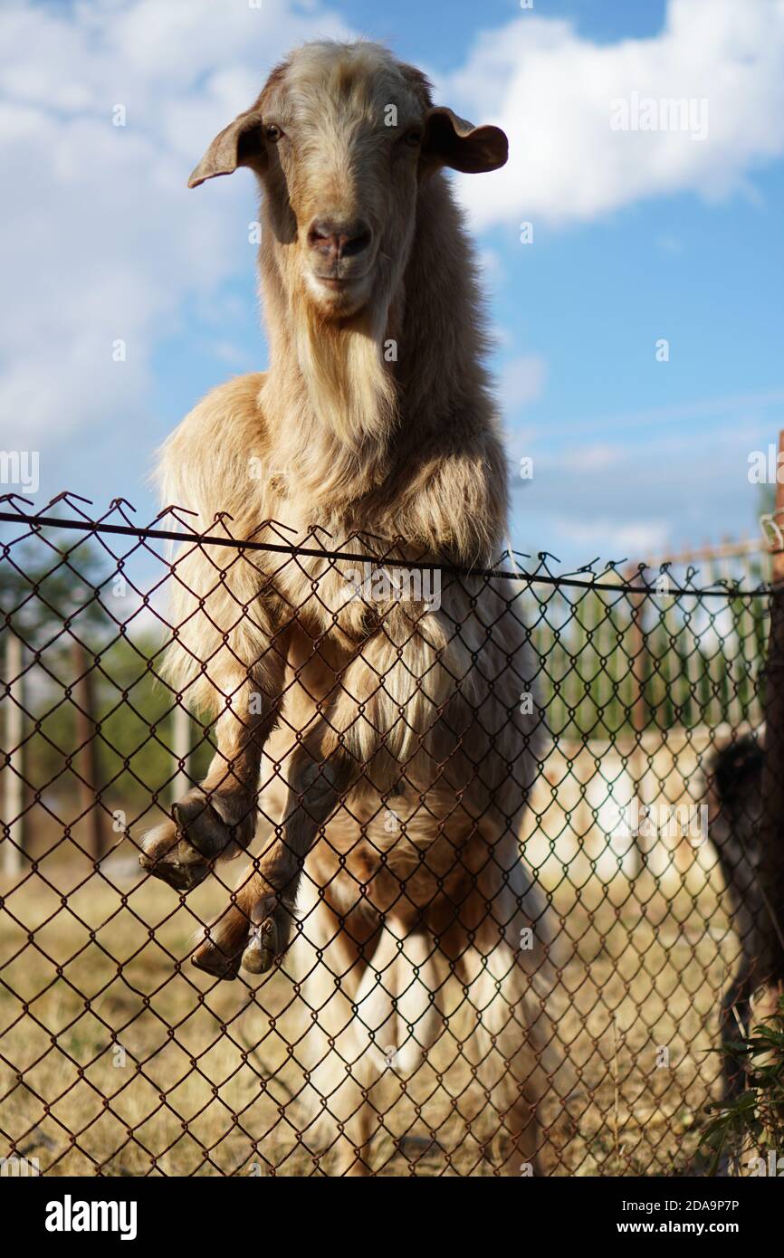 goat ram is interested in things beyond his fence Stock Photo - Alamy