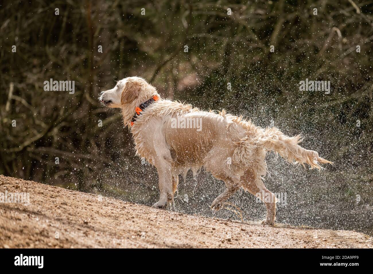 Golden retriever shaking off water after bath Stock Photo - Alamy