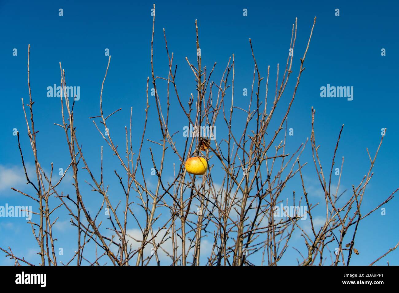 Empty apple tree hi-res stock photography and images - Alamy