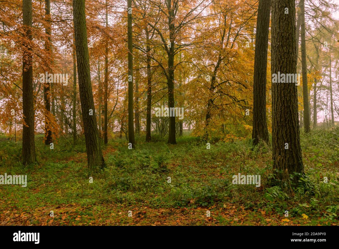Beech trees during autumn Stock Photo - Alamy