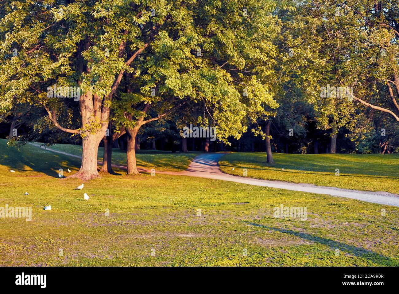 Trees, green grass and pathway in a public park in Montreal, Canada ...