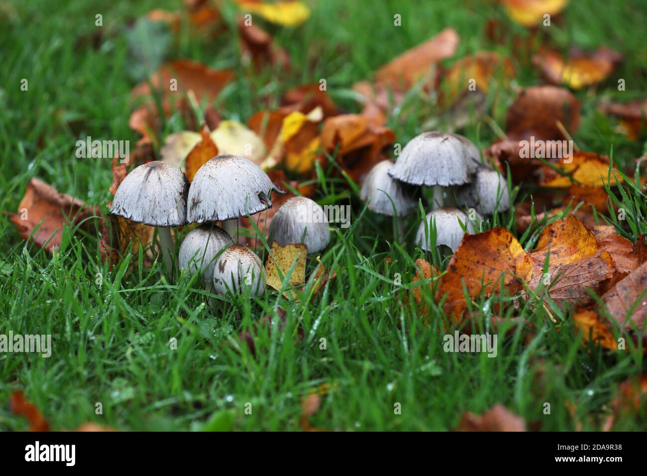 Wild mushrooms pictured in a filed in the Weald & Downland Living ...
