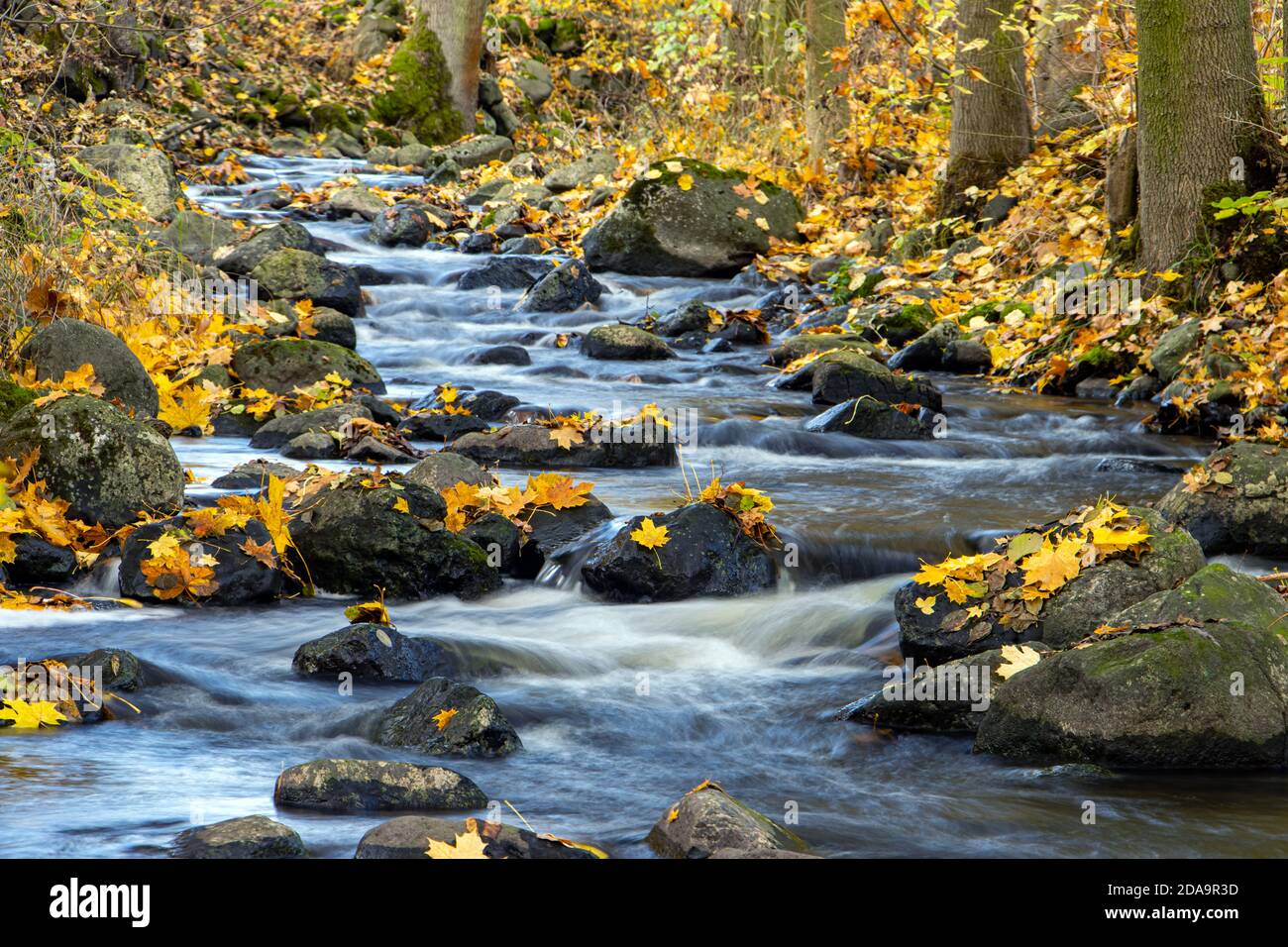 A water cascade in autumn forest with fallen leaves. Water flows around ...