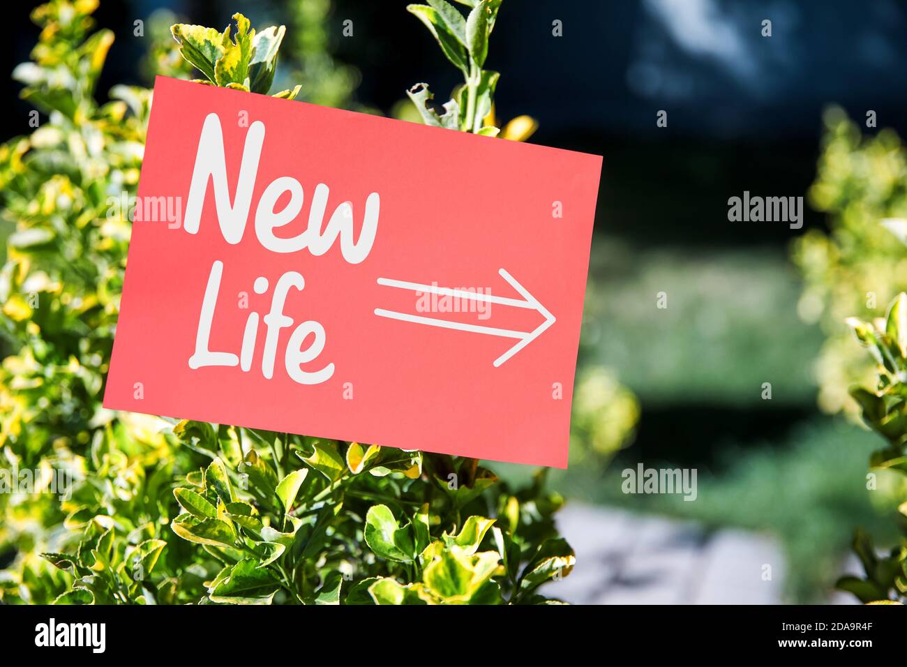 The word new life written on paper in a garden with green plants in ...