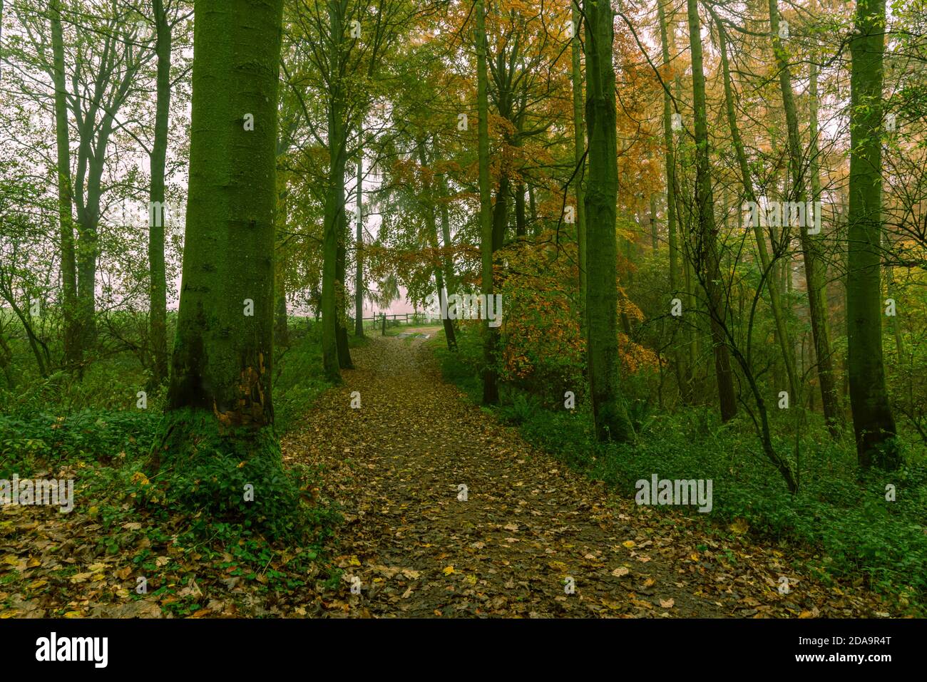 Path through woodland during autumn Stock Photo - Alamy