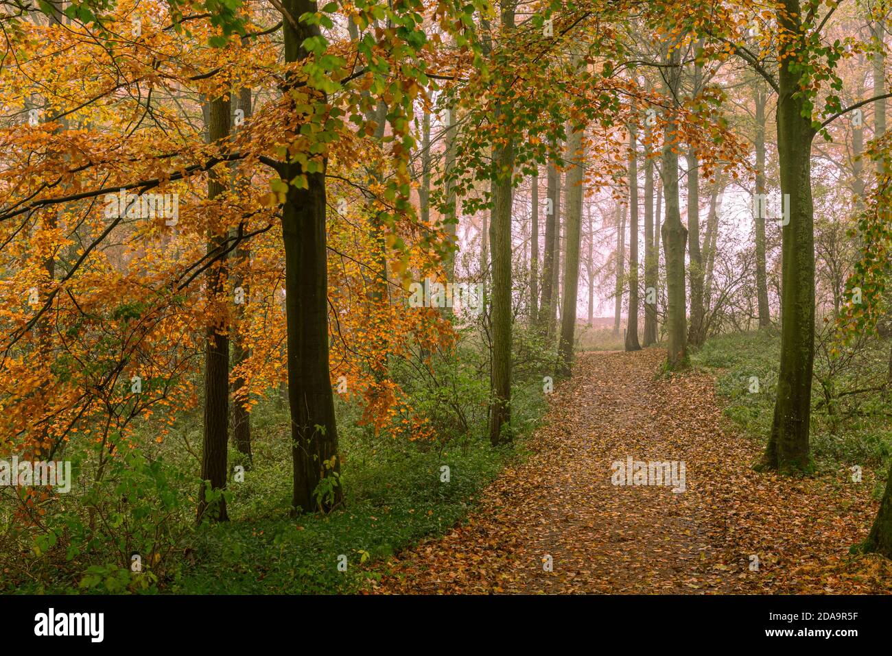 Path through woodland during autumn Stock Photo - Alamy