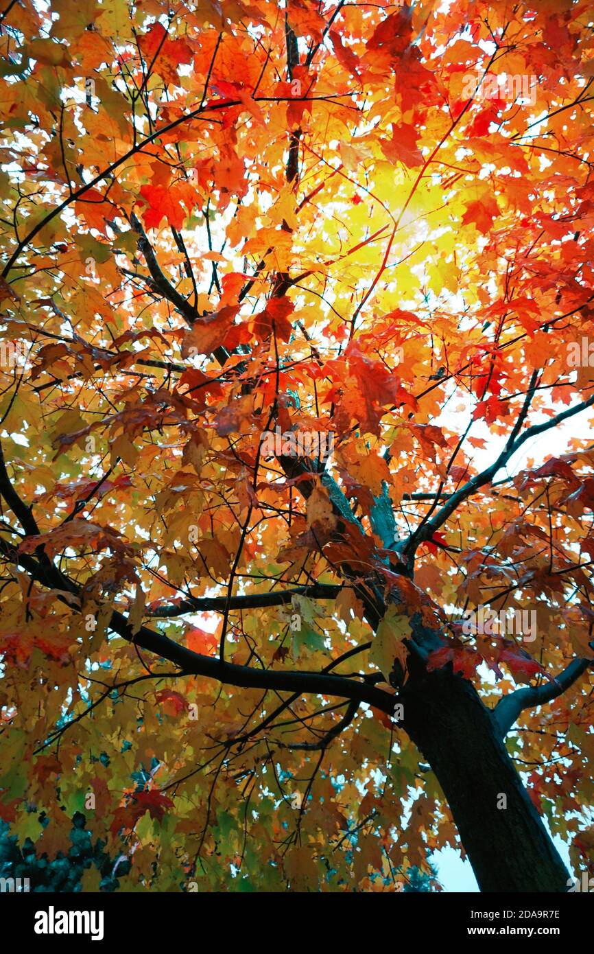 Autumn tree from underneath hi-res stock photography and images - Alamy