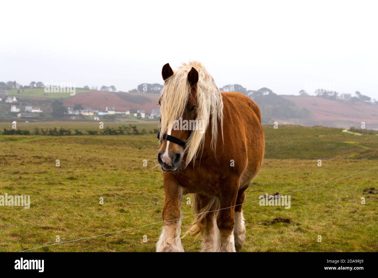 One horse in one way Stock Photo - Alamy